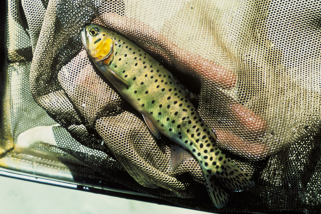 Solunar | Species Reference Details